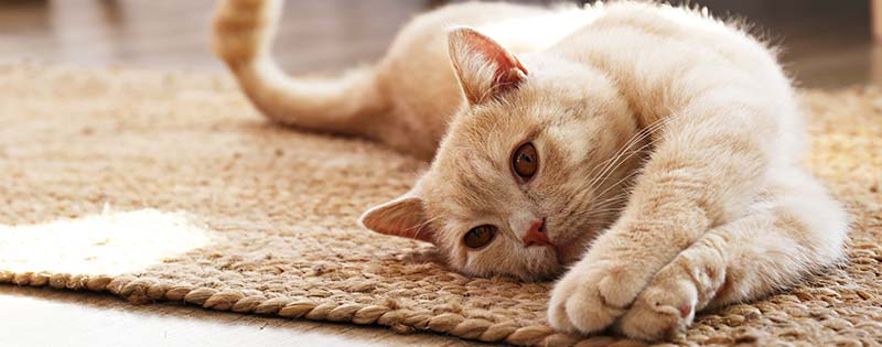 Veterinary Laboratory Testing | Van Meter Animal Hospital | Van Meter, IA