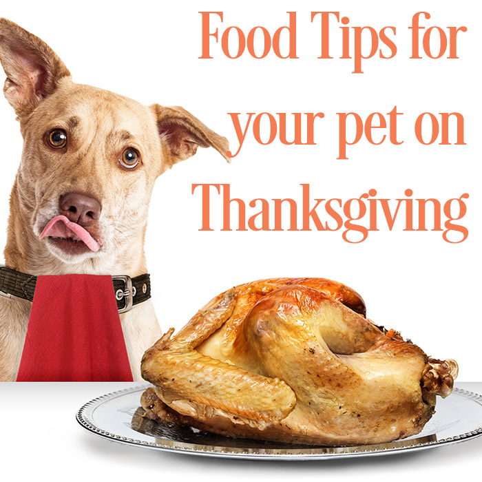 Food Tips to Keep Your Pet Healthy This Thanksgiving | Van Meter Vet
